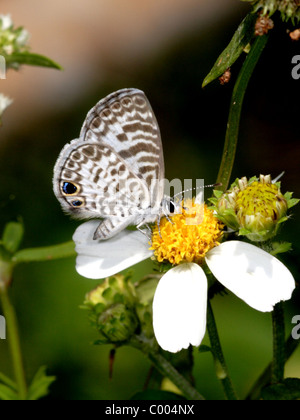Cassius Blue Butterfly Leptotes cassius Stock Photo - Alamy