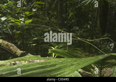 Insects in the high Amazon basin, Ecuador Stock Photo - Alamy