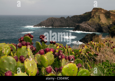 Drooping Prickly Pear cactus with fruit near Atlantic Ocean coastline ...