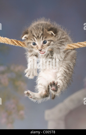 kitten - hanging on rope Stock Photo - Alamy