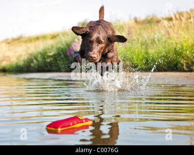 Labrador Retriever Playing in Water Stock Photo - Alamy