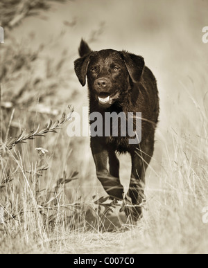 running Labrador Retriever Stock Photo - Alamy