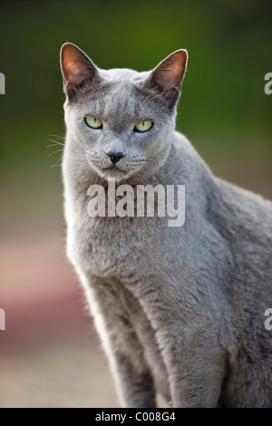 Russian Blue Cat Portrait Stock Photo - Alamy