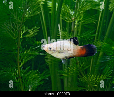 The view of freshwater aquarium with tropical fish and water plants ...