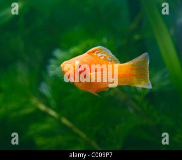 Red Molly Fish Fish Stock Photo - Alamy