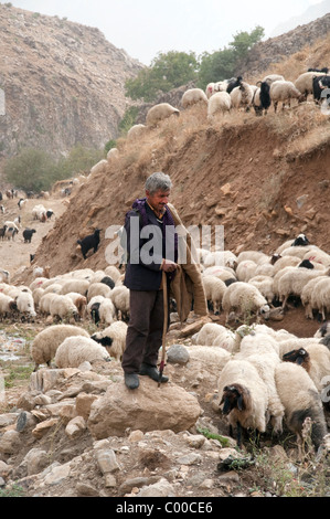 Nomadic Kurdish shepherds and their flock of Anatolian sheep grazing on ...
