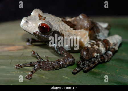 Bird Dropping Frog (Theloderma asperum) with color that mimics parrot ...