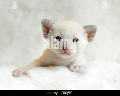 3 week old siamese kitten Stock Photo - Alamy