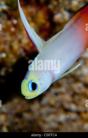 A group of fire dartfish (Nemateleotris magnifica Stock Photo - Alamy