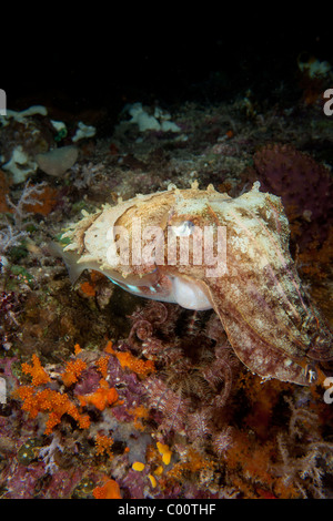 Small cuttlefish (Sepia latimanus) with a sea pen (Pteroides sp.) Rinca ...