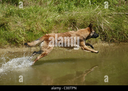 Malinois springt ins Wasser Stock Photo - Alamy