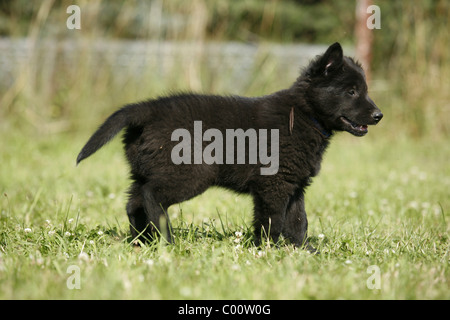 Groenendael Welpe / Groenendael Puppy Stock Photo - Alamy
