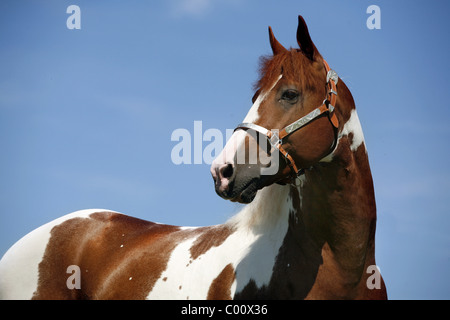 Pinto Hengst / Pinto stallion Stock Photo - Alamy