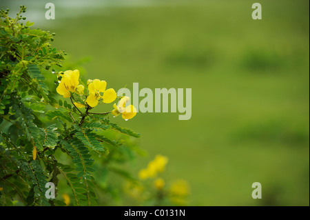 Ranawara (Senna auriculata) flowers Sri Lanka Stock Photo - Alamy