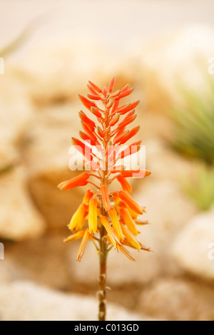 Red Aloe Blooms Stock Photo - Alamy