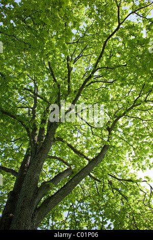 Low-angle view of sun-drenched magnolia tree leaves, capturing the ...