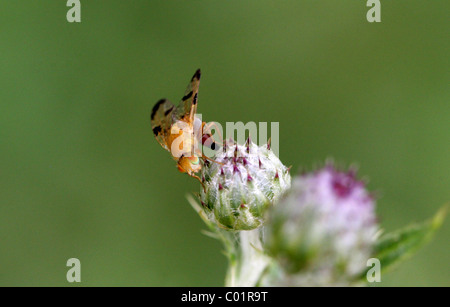 Picture-wing Fruit Fly, Xyphosia miliaria, Tephritidae, Diptera. On ...