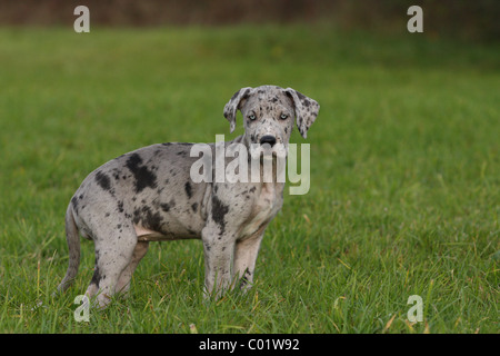 A spotted Great Dane puppy (Canis lupus familiaris) lying in grass ...