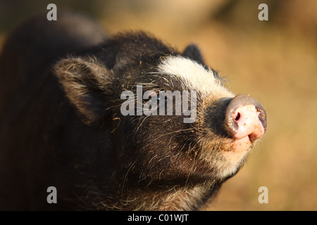 pot bellied pig, pot-bellied pigs Stock Photo - Alamy