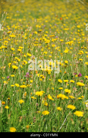 Field of yellow flowers Stock Photo - Alamy