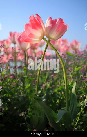 Blooming Purple Tulips in Garden Close Up Stock Photo - Alamy