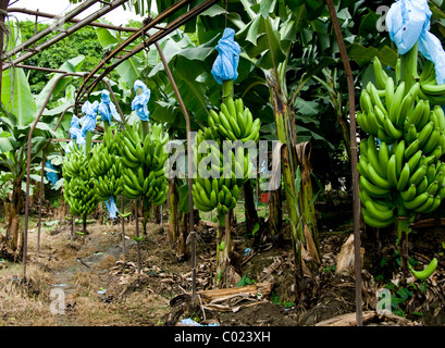 Banana plantation, Guatemala Central America - example of Guatemala ...