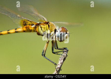 Close-up of yellow dragonfly on red tulip Stock Photo - Alamy