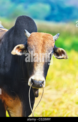 A portrait of a zebu (Bos primigenius indicus or Bos indicus or Bos ...