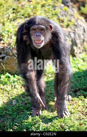 Chimpanzee (Pan troglodytes troglodytes), subadult, grimace, captive ...