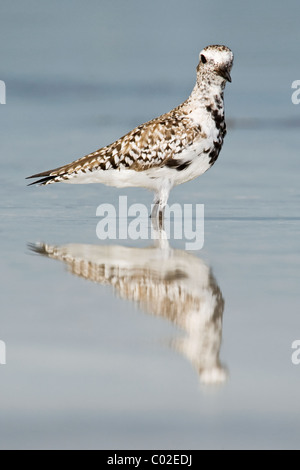 Grey Plover with reflection, standing in water, RSPB Titchwell Marsh ...