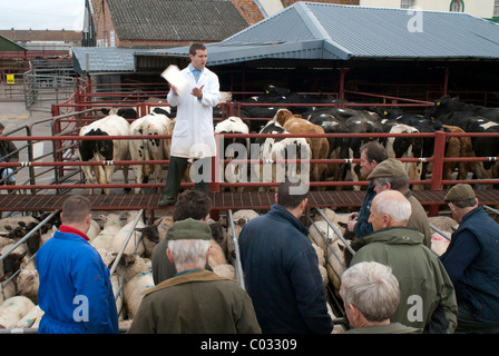 farmers and auctioneers bidding/auctioning by cattle pens Stock Photo ...