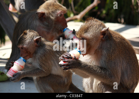 Monkey try to drink some yogurt milk from bottle at Monkey Chinese ...