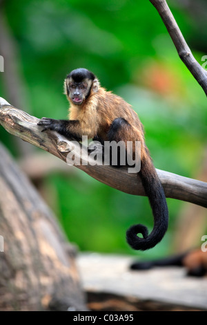 Weeper Capuchin (Cebus olivaceus), adult eating in a tree, South ...