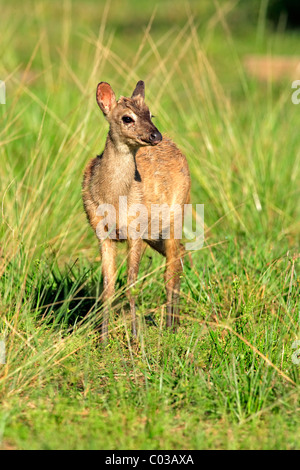 Gray Brocket (Mazama gouazoubira), half-grown cub, Pantanal, Brazil ...
