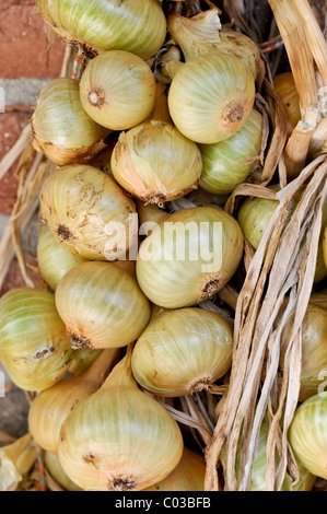 Onions Allium cepa Stock Photo - Alamy