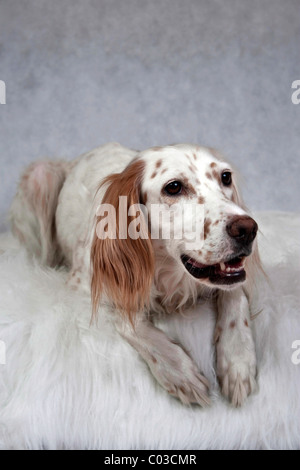 lying English Setter Stock Photo - Alamy