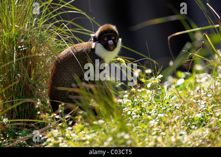 A single lesser spot-nosed monkey (Cercopithecus petaurista) sitting ...