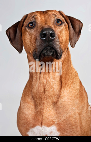 Rhodesian Ridgebacks portrait Stock Photo - Alamy