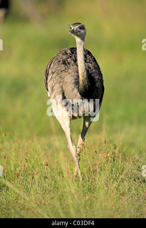 Greater Rhea (Rhea americana), adult female, Pantanal, Brazil, South ...