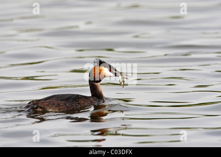 Great crested grebe swimming with a fish in its mouth Stock Photo - Alamy
