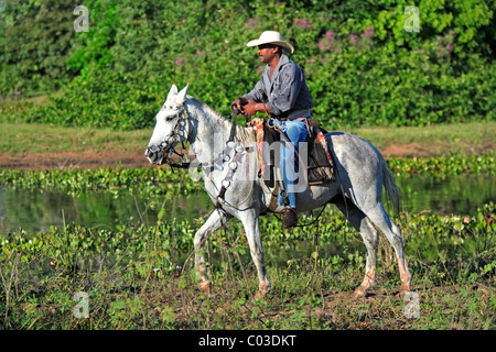 Brazilian Cowboy riding a Pantaneiro horse on a cattle ranch in the ...