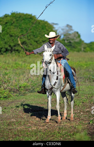 1, one, Brazilian man, Pantaneiro, cowboy sharpening machete, Caiman ...
