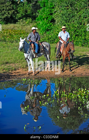 Pantanal cowboys riding Pantaneiro horses, cattle drive, Pantanal ...