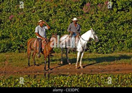 Typical man of the Pantanal, the pantaneiro with their horses at the ...