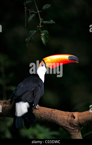 Toco Toucan Ramphastos toco adult eating mango fruit Pantanal Brazil ...