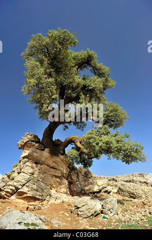 in ground africa morocco the plant tree snow mountain Stock Photo - Alamy