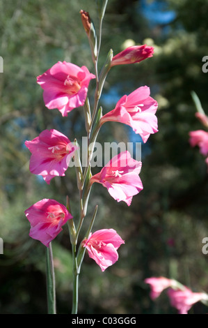 Wildflowers in Kings Park, Perth, Australia Stock Photo - Alamy