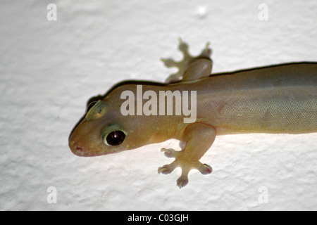 Changing color lizard with brown and white mix color. white lizard ...