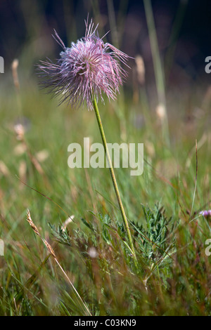Close up of withered lilac flowers among fresh green leaves. Natural ...