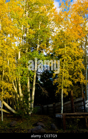 Aspen Trees are Changing Colors on Colorado Mountainside Stock Photo ...